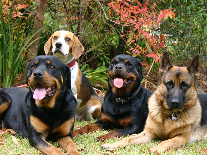 Bark Busters How to Become a Dog Trainer Bark Busters How to Become a Dog Trainer